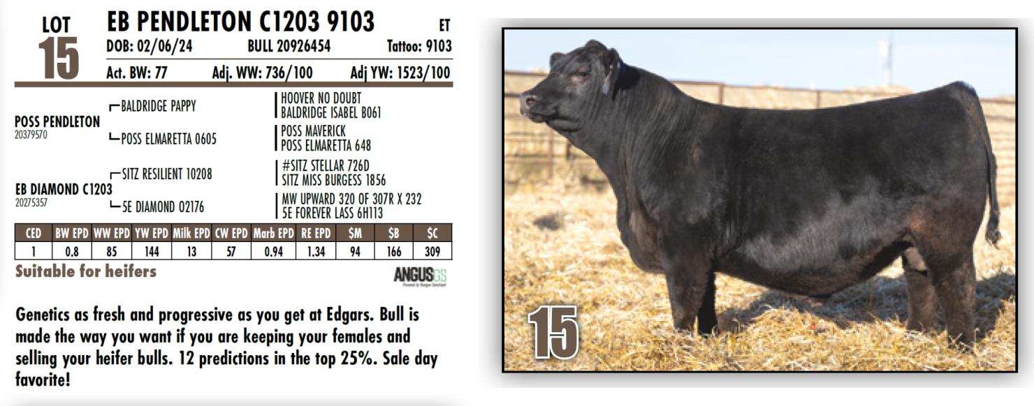 Lot 15: Edgar Brothers - 47th Annual Angus Bull & Female Sale | DVAuction