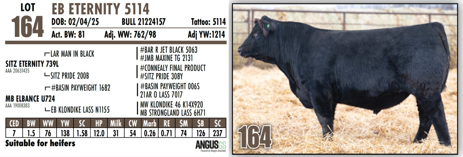 Lot 164: Edgar Brothers - 48th Annual Angus Bull & Female Sale | DVAuction
