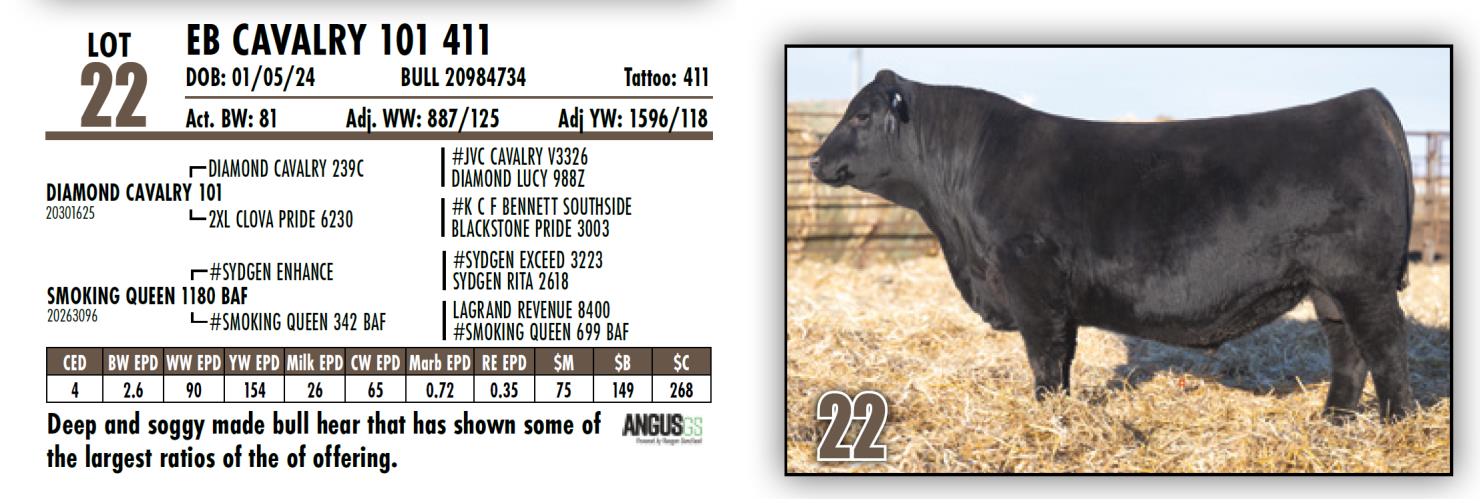 Lot 22: Edgar Brothers - 47th Annual Angus Bull & Female Sale | DVAuction