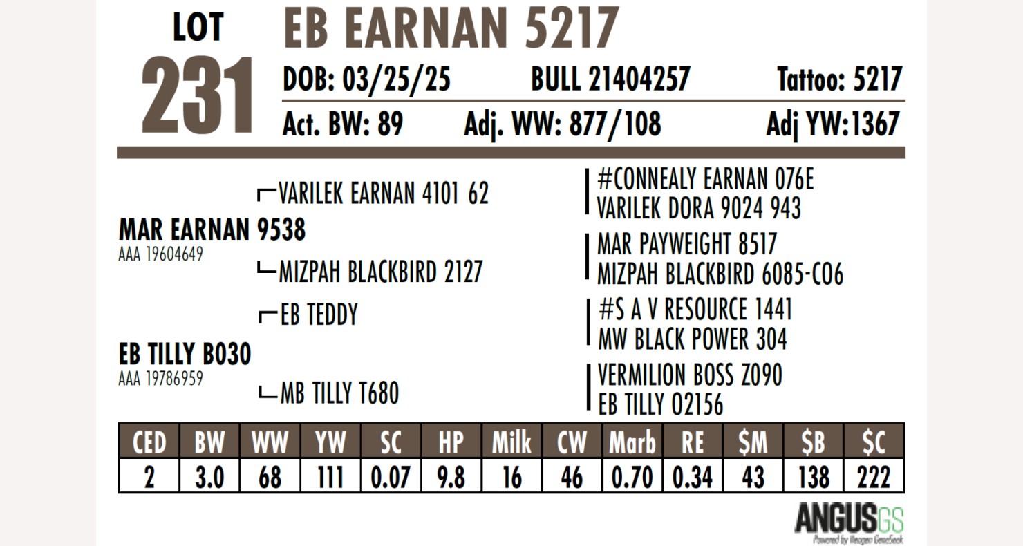 Lot 231: Edgar Brothers - 48th Annual Angus Bull & Female Sale | DVAuction