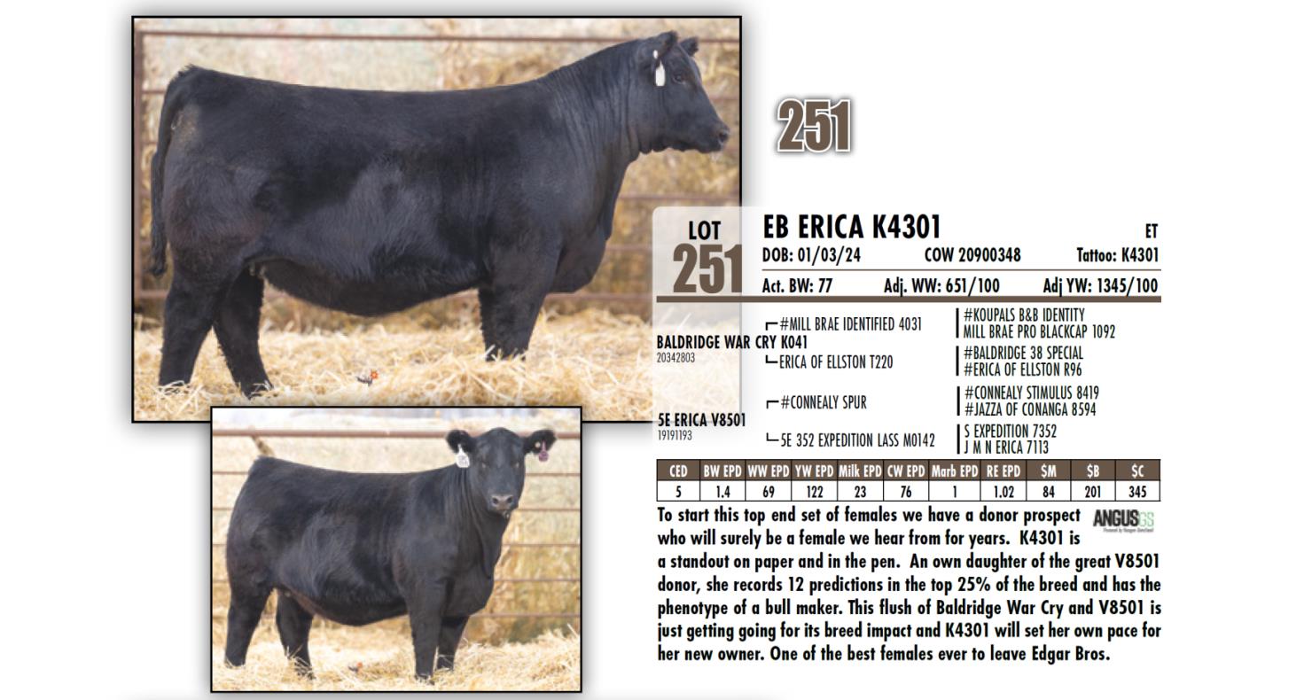 Lot 251: Edgar Brothers - 47th Annual Angus Bull & Female Sale | DVAuction