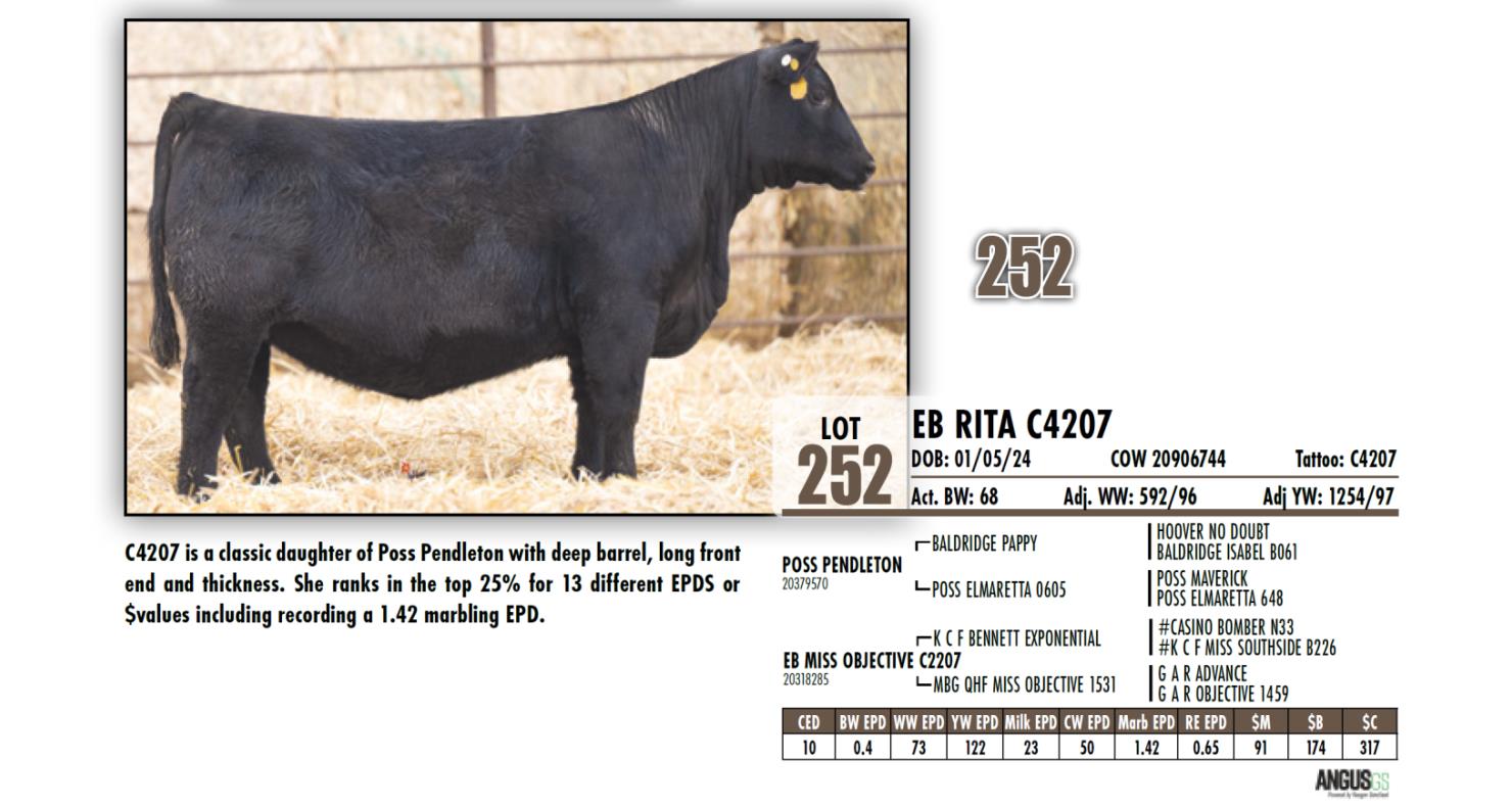 Lot 252: Edgar Brothers - 47th Annual Angus Bull & Female Sale | DVAuction