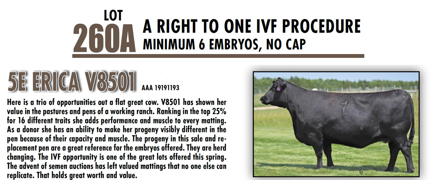 Lot 260a: Edgar Brothers - 47th Annual Angus Bull & Female Sale | DVAuction