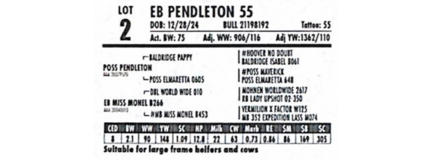 Lot 2: Edgar Brothers - 48th Annual Angus Bull & Female Sale | DVAuction