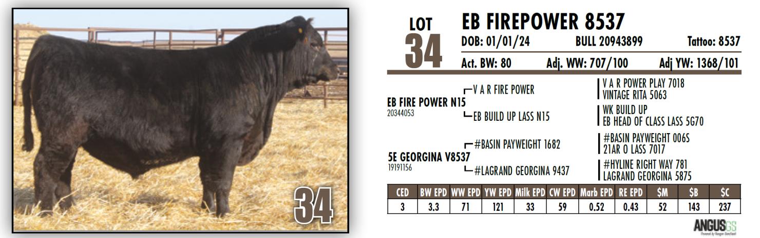 Lot 34: Edgar Brothers - 47th Annual Angus Bull & Female Sale | DVAuction