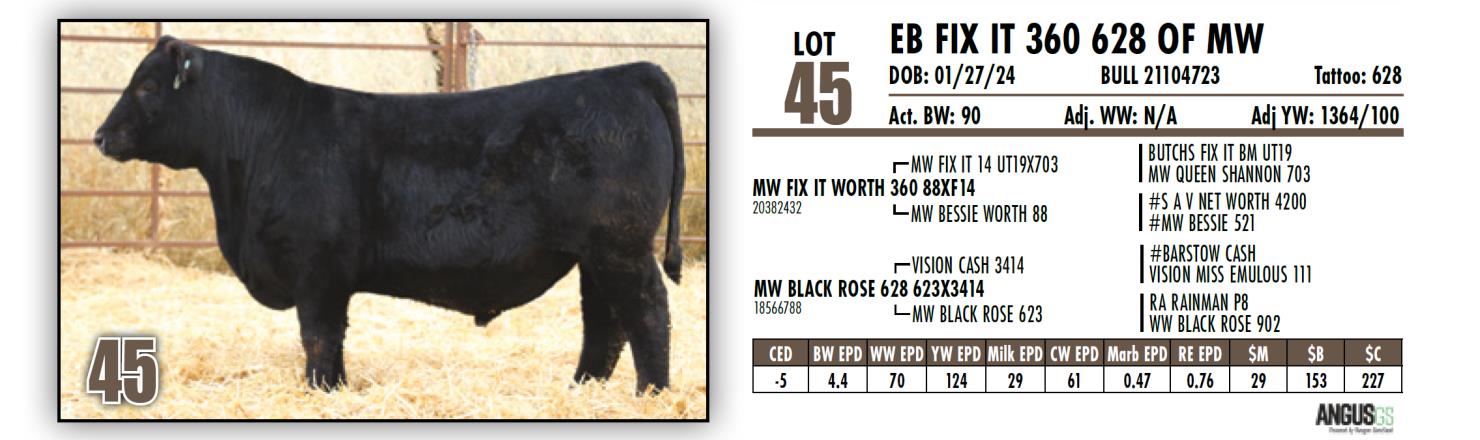Lot 45: Edgar Brothers - 47th Annual Angus Bull & Female Sale | DVAuction