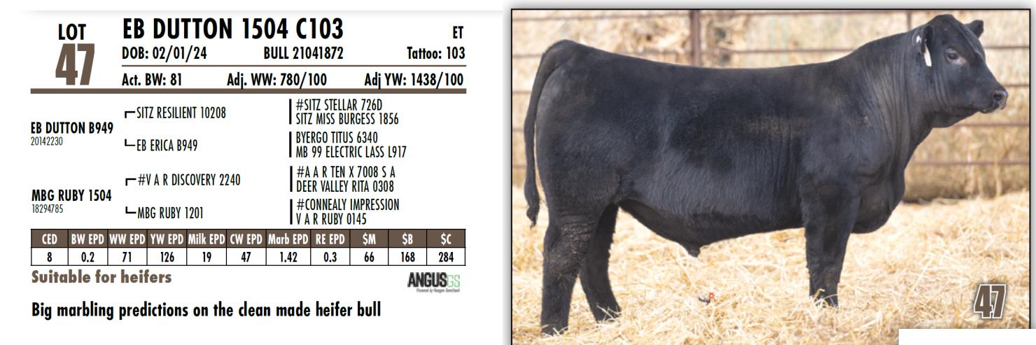 Lot 47: Edgar Brothers - 47th Annual Angus Bull & Female Sale | DVAuction