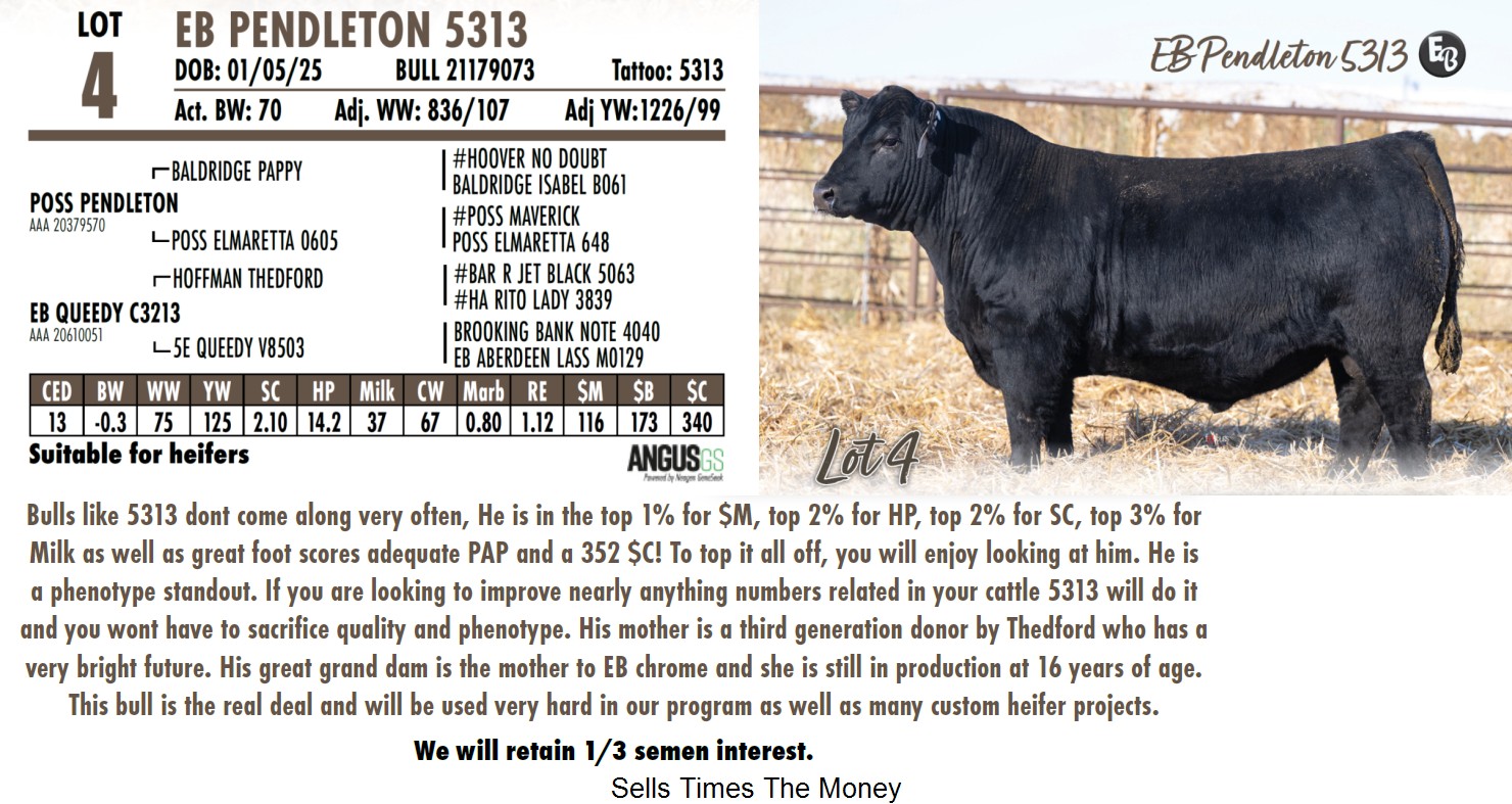 Lot 4: Edgar Brothers - 48th Annual Angus Bull & Female Sale | DVAuction