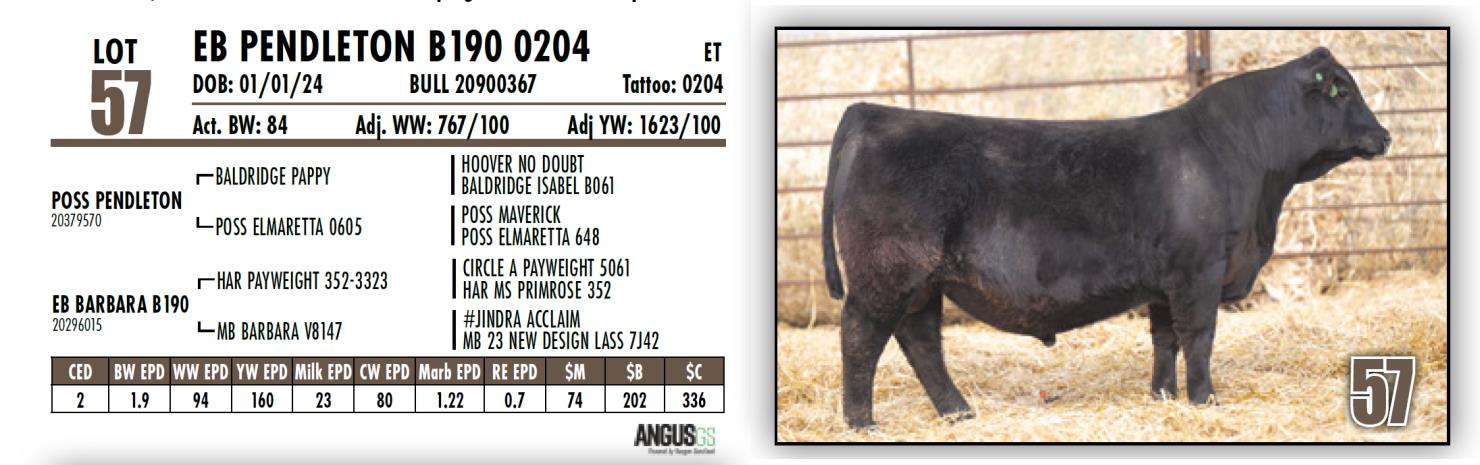 Lot 57: Edgar Brothers - 47th Annual Angus Bull & Female Sale | DVAuction