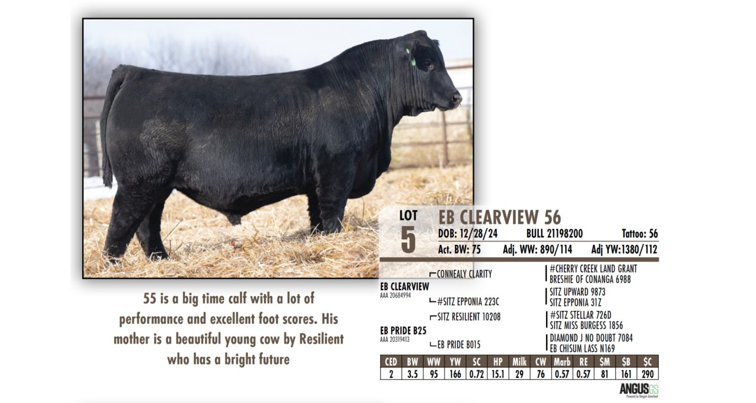 Lot 5: Edgar Brothers - 48th Annual Angus Bull & Female Sale | DVAuction