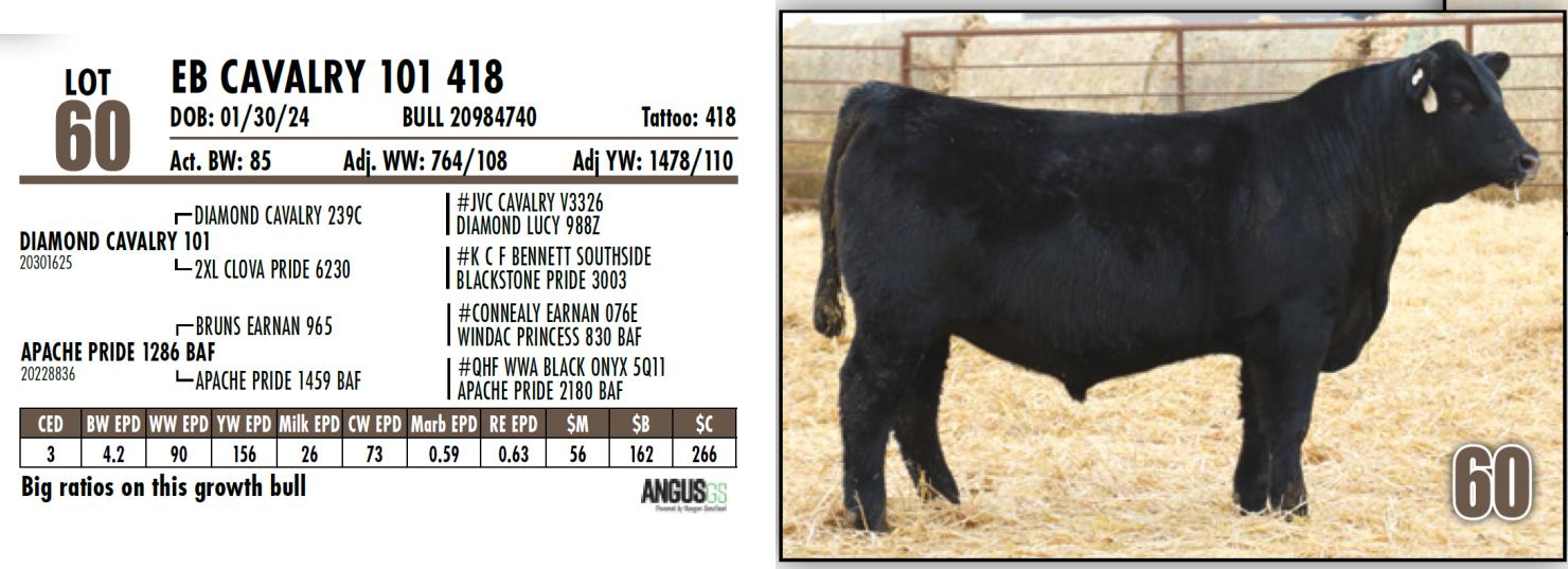 Lot 60: Edgar Brothers - 47th Annual Angus Bull & Female Sale | DVAuction