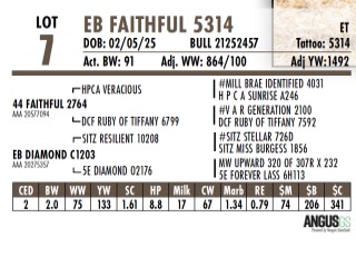 Lot 7: Edgar Brothers - 48th Annual Angus Bull & Female Sale | DVAuction