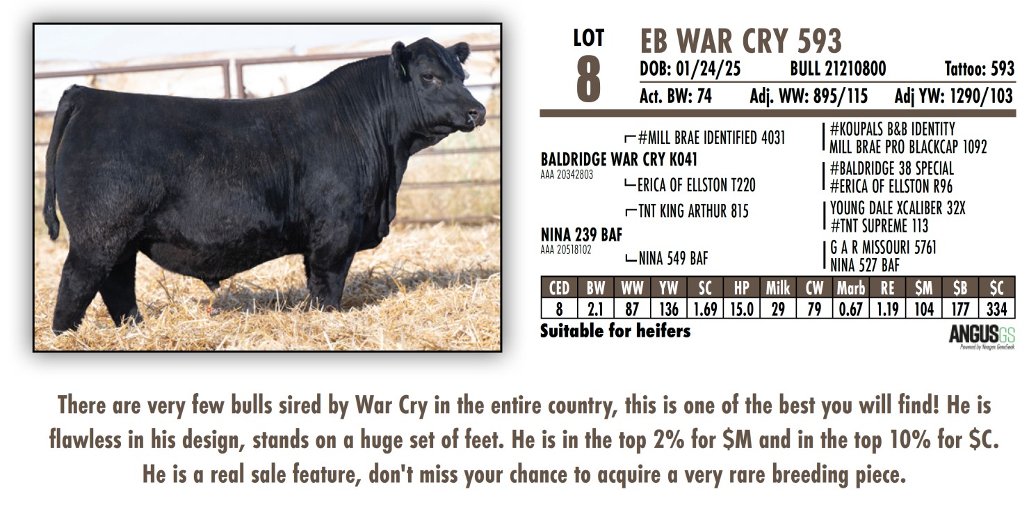 Lot 8: Edgar Brothers - 48th Annual Angus Bull & Female Sale | DVAuction