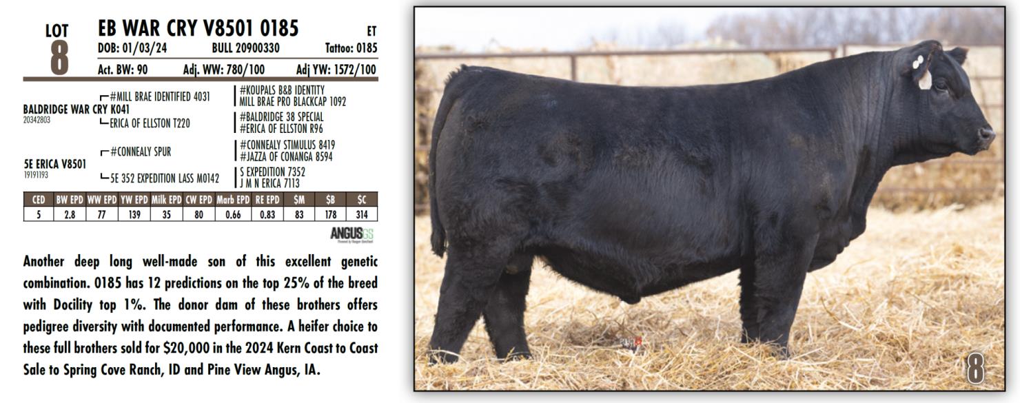 Lot 8: Edgar Brothers - 47th Annual Angus Bull & Female Sale | DVAuction