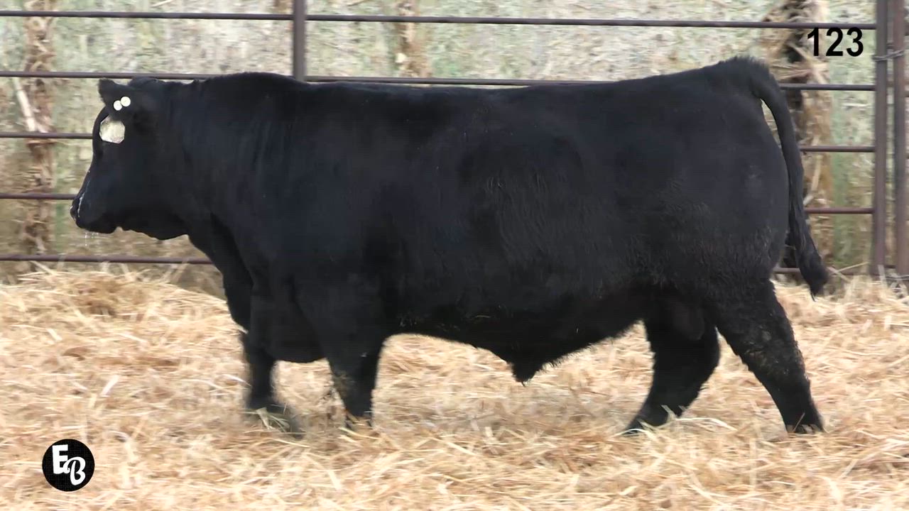 Lot 123: Edgar Brothers - 48th Annual Angus Bull & Female Sale | DVAuction