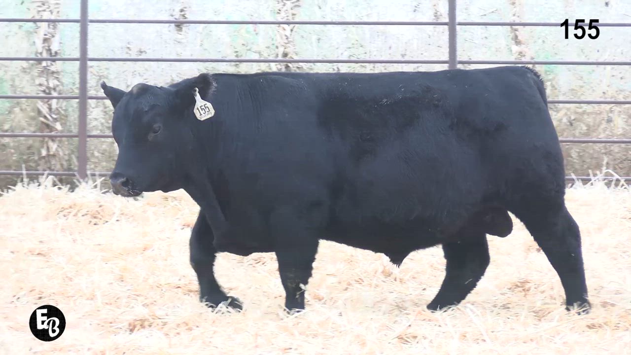 Lot 155: Edgar Brothers - 48th Annual Angus Bull & Female Sale | DVAuction