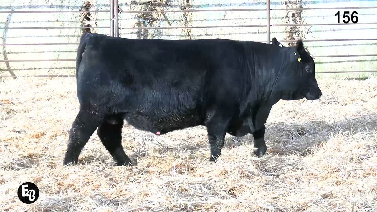Lot 156: Edgar Brothers - 48th Annual Angus Bull & Female Sale | DVAuction
