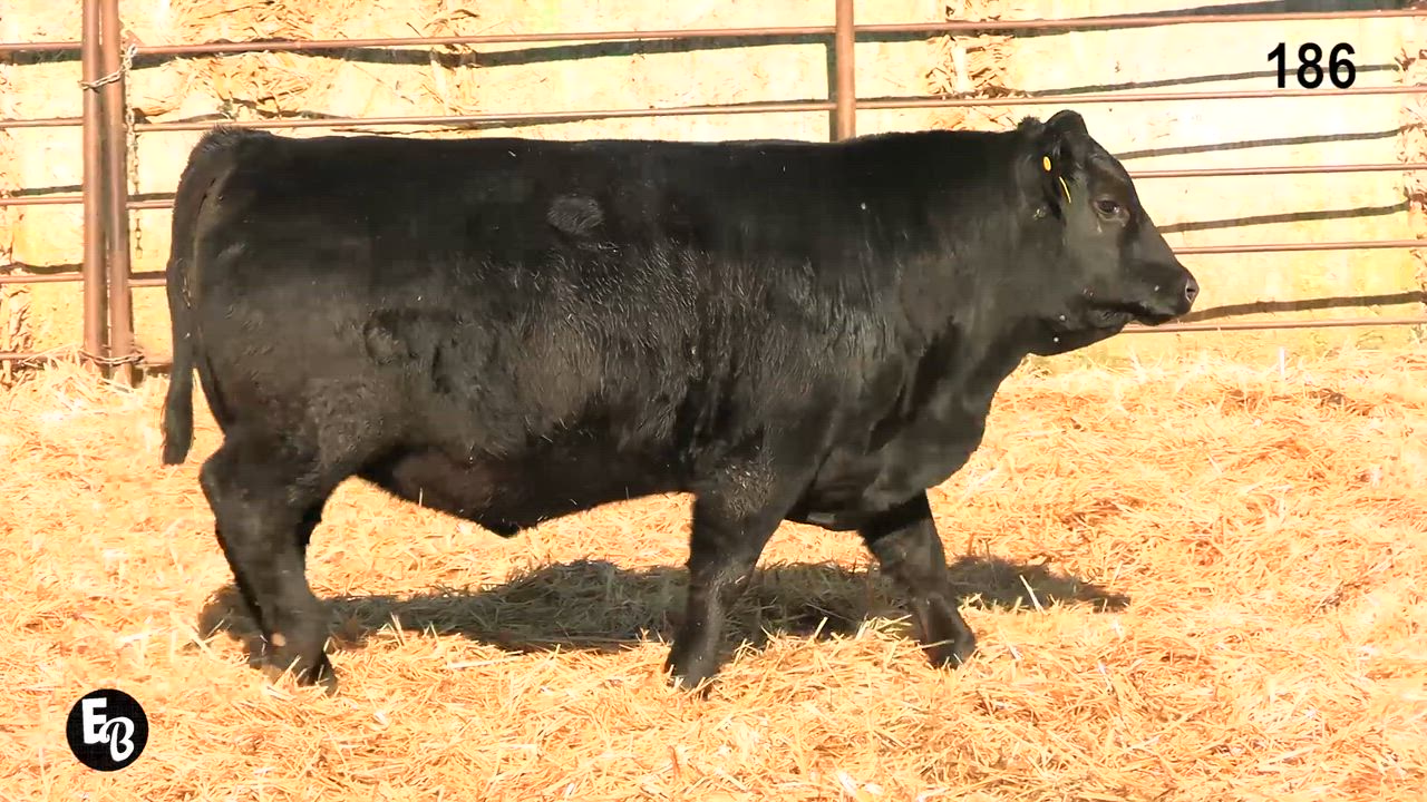 Lot 186: Edgar Brothers - 48th Annual Angus Bull & Female Sale | DVAuction
