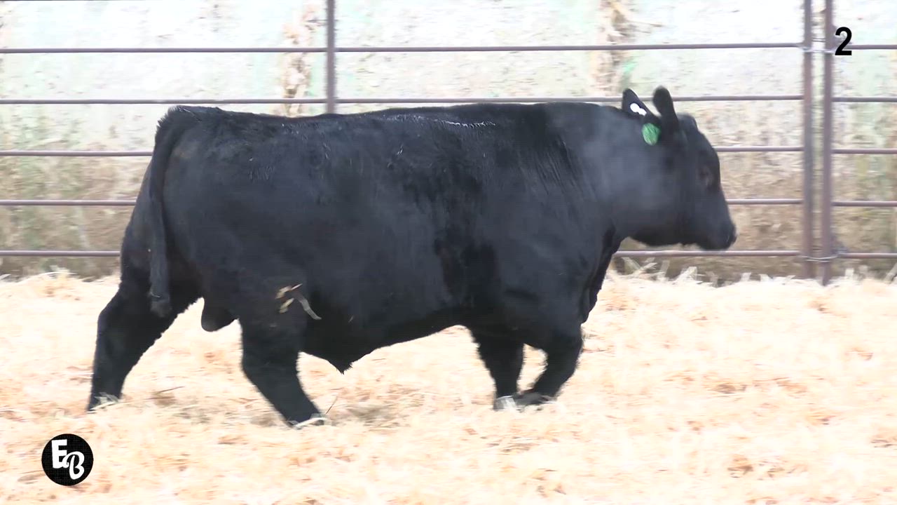 Lot 2: Edgar Brothers - 48th Annual Angus Bull & Female Sale | DVAuction