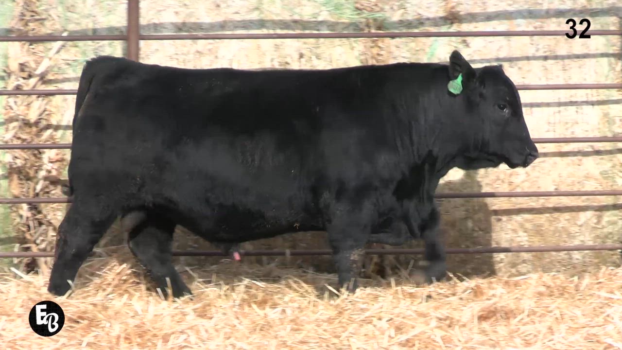 Lot 32: Edgar Brothers - 48th Annual Angus Bull & Female Sale | DVAuction