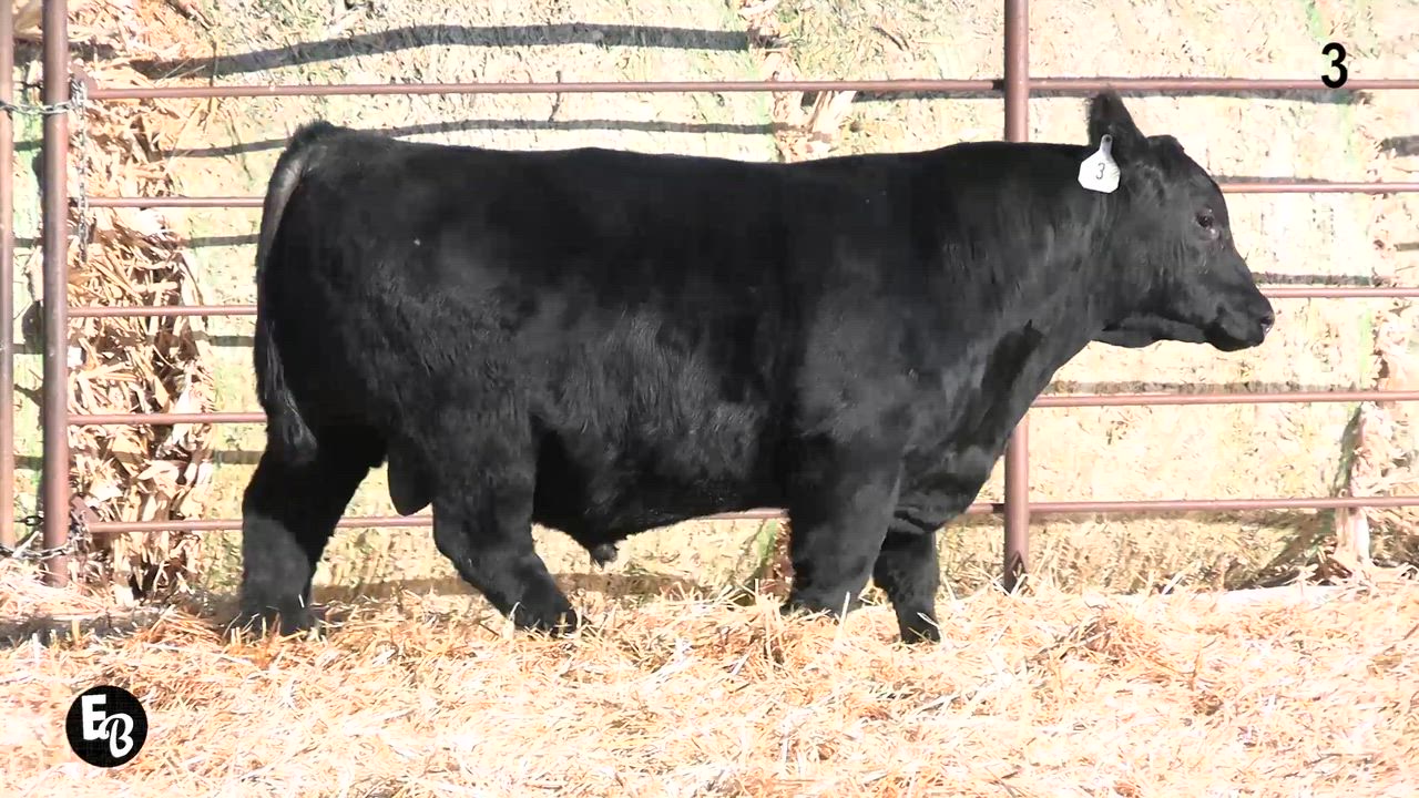 Lot 3: Edgar Brothers - 48th Annual Angus Bull & Female Sale | DVAuction