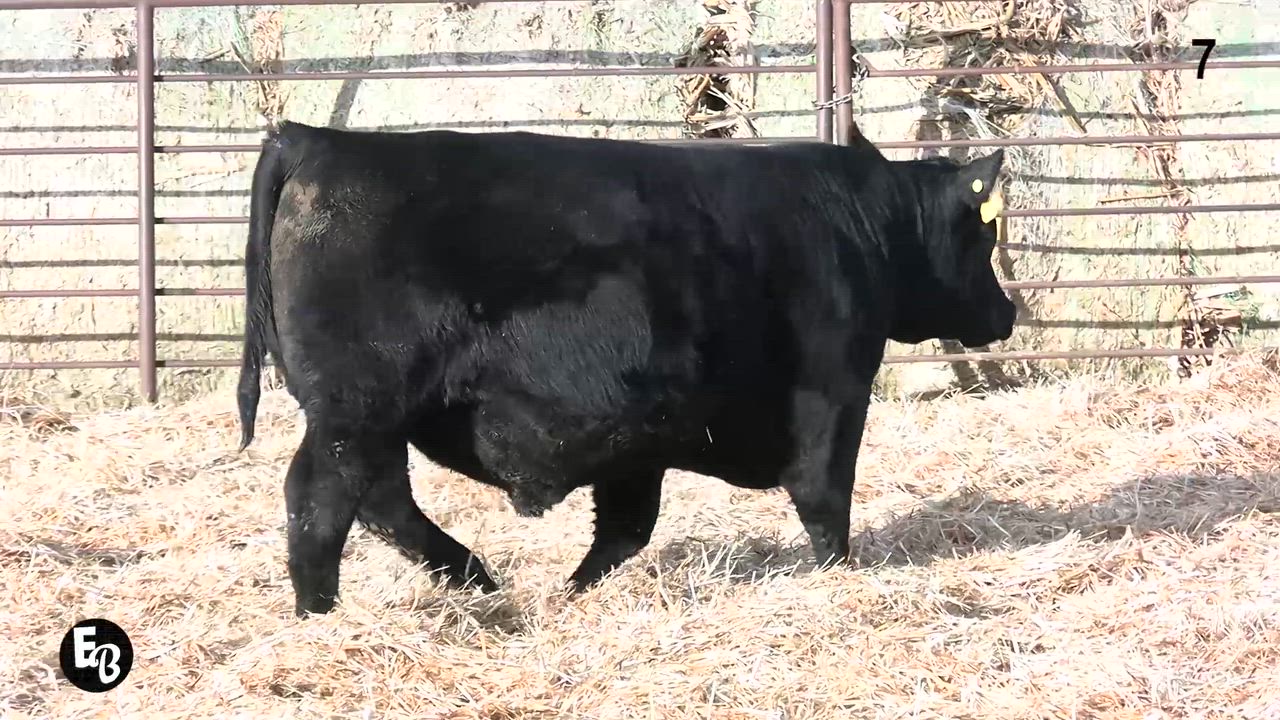Lot 7: Edgar Brothers - 48th Annual Angus Bull & Female Sale | DVAuction