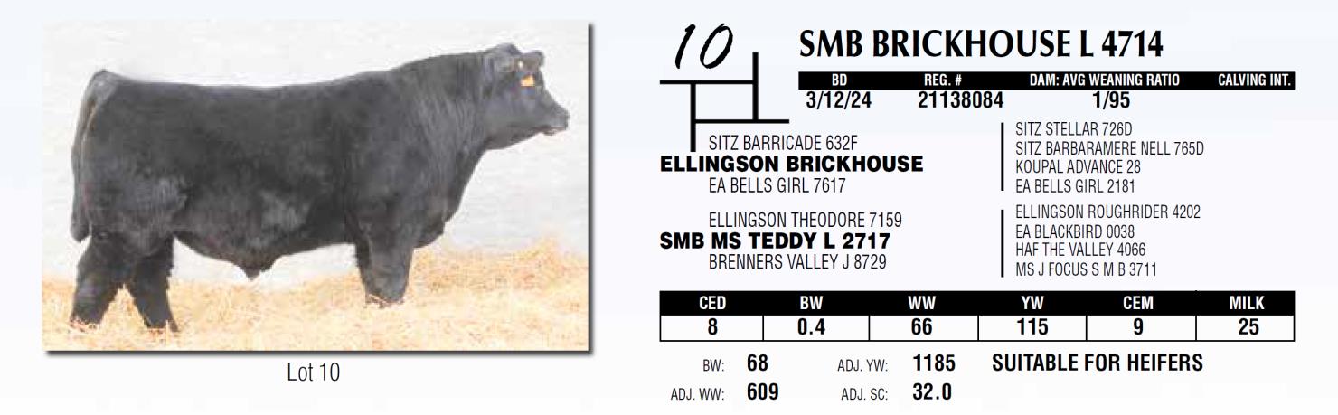Lot 10: Brenner Angus - Annual Production Sale | DVAuction