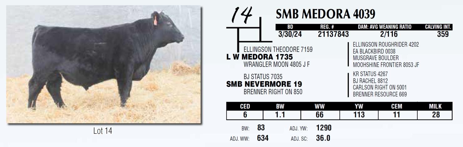 Lot 14: Brenner Angus - Annual Production Sale | DVAuction