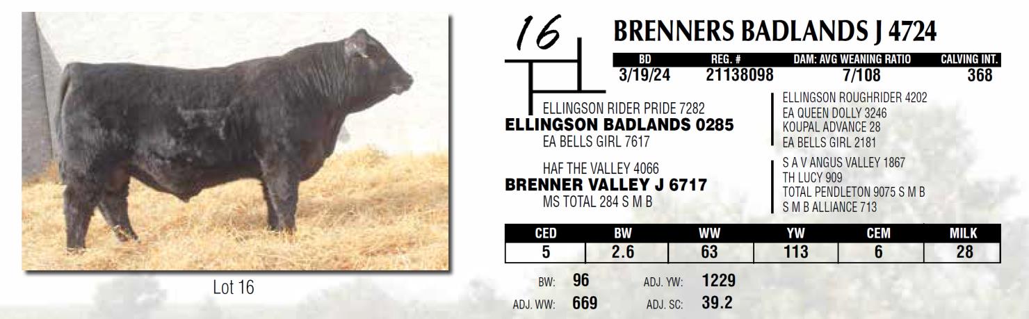 Lot 16: Brenner Angus - Annual Production Sale | DVAuction