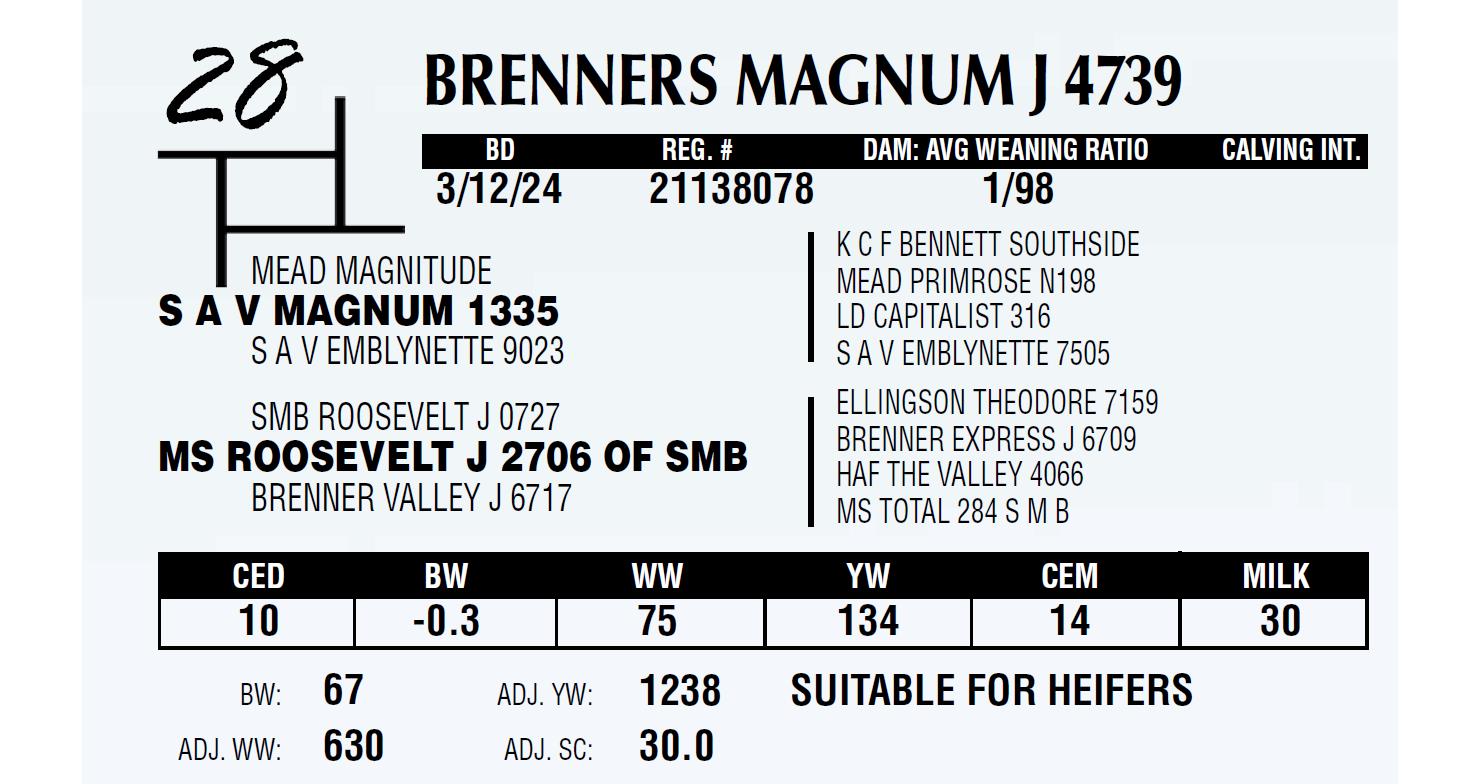 Lot 28: Brenner Angus - Annual Production Sale | DVAuction