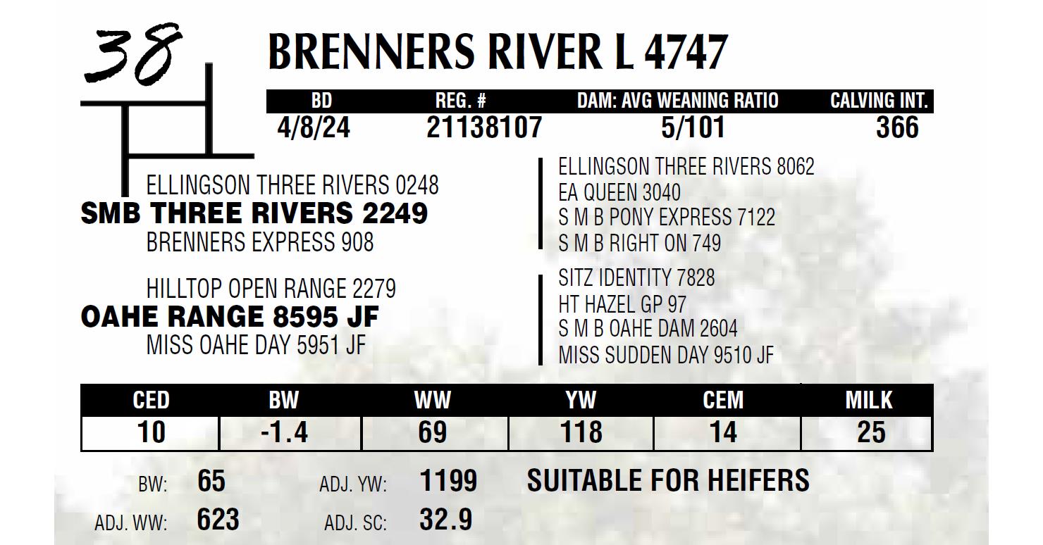 Lot 38: Brenner Angus - Annual Production Sale | DVAuction
