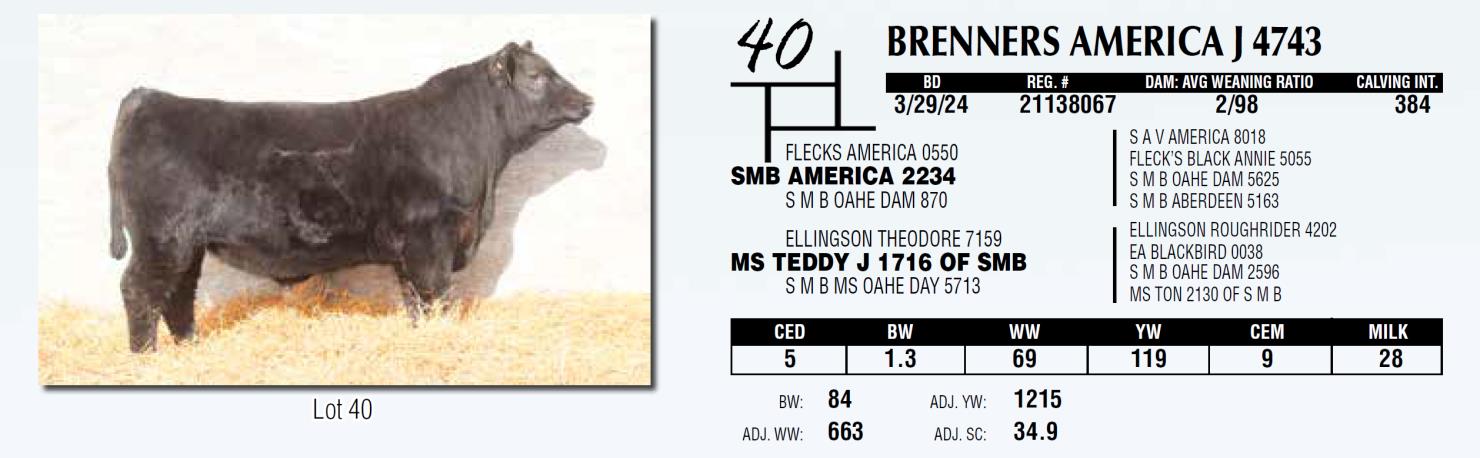 Lot 40: Brenner Angus - Annual Production Sale | DVAuction