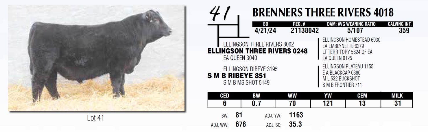 Lot 41: Brenner Angus - Annual Production Sale | DVAuction