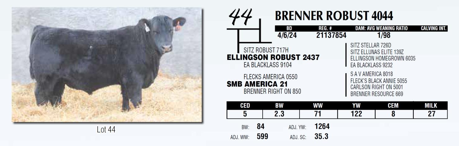 Lot 44: Brenner Angus - Annual Production Sale | DVAuction