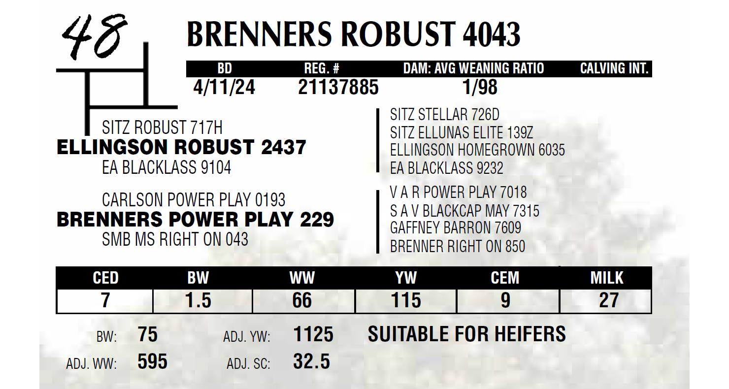 Lot 48: Brenner Angus - Annual Production Sale | DVAuction