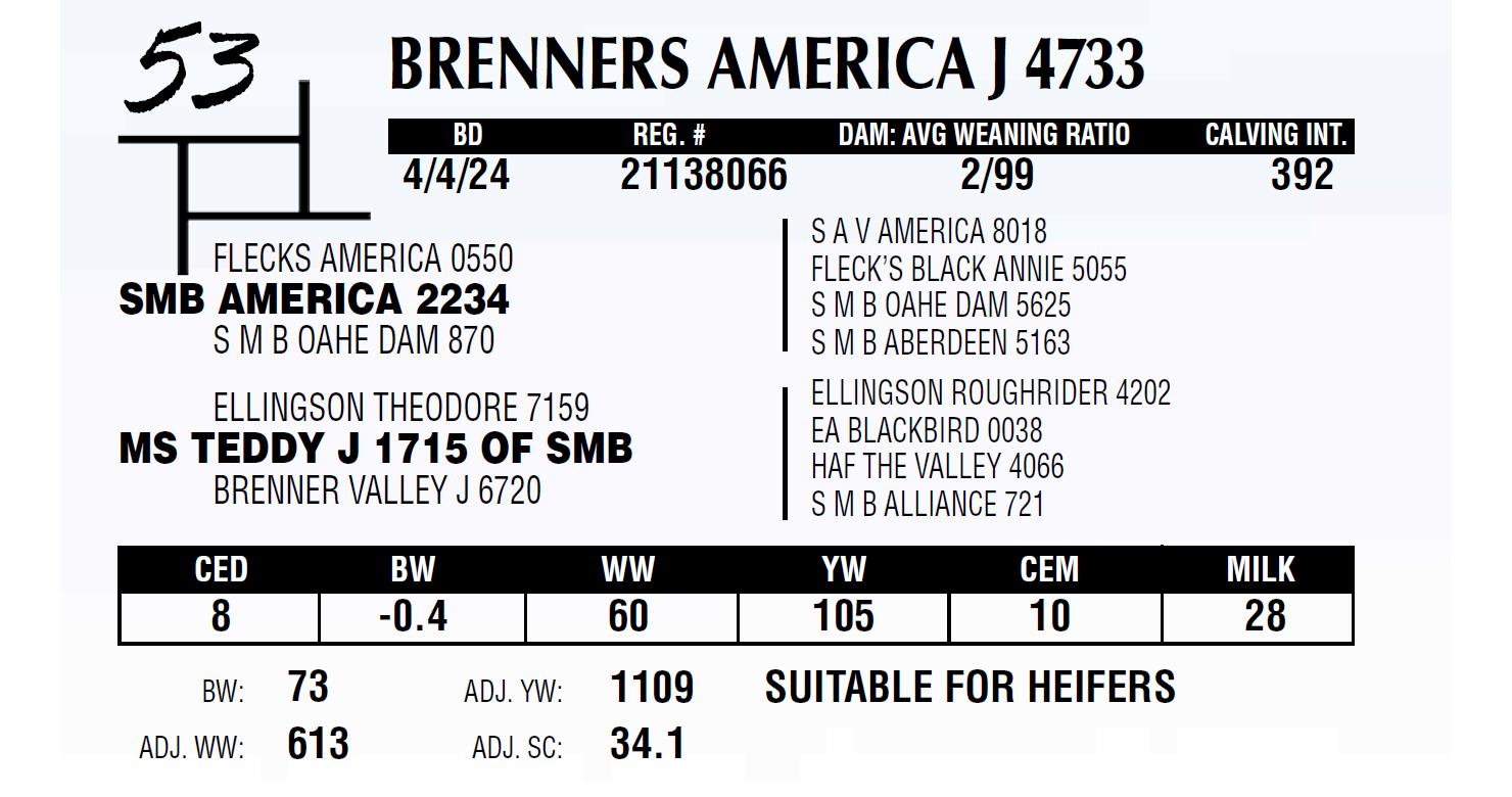 Lot 53: Brenner Angus - Annual Production Sale | DVAuction