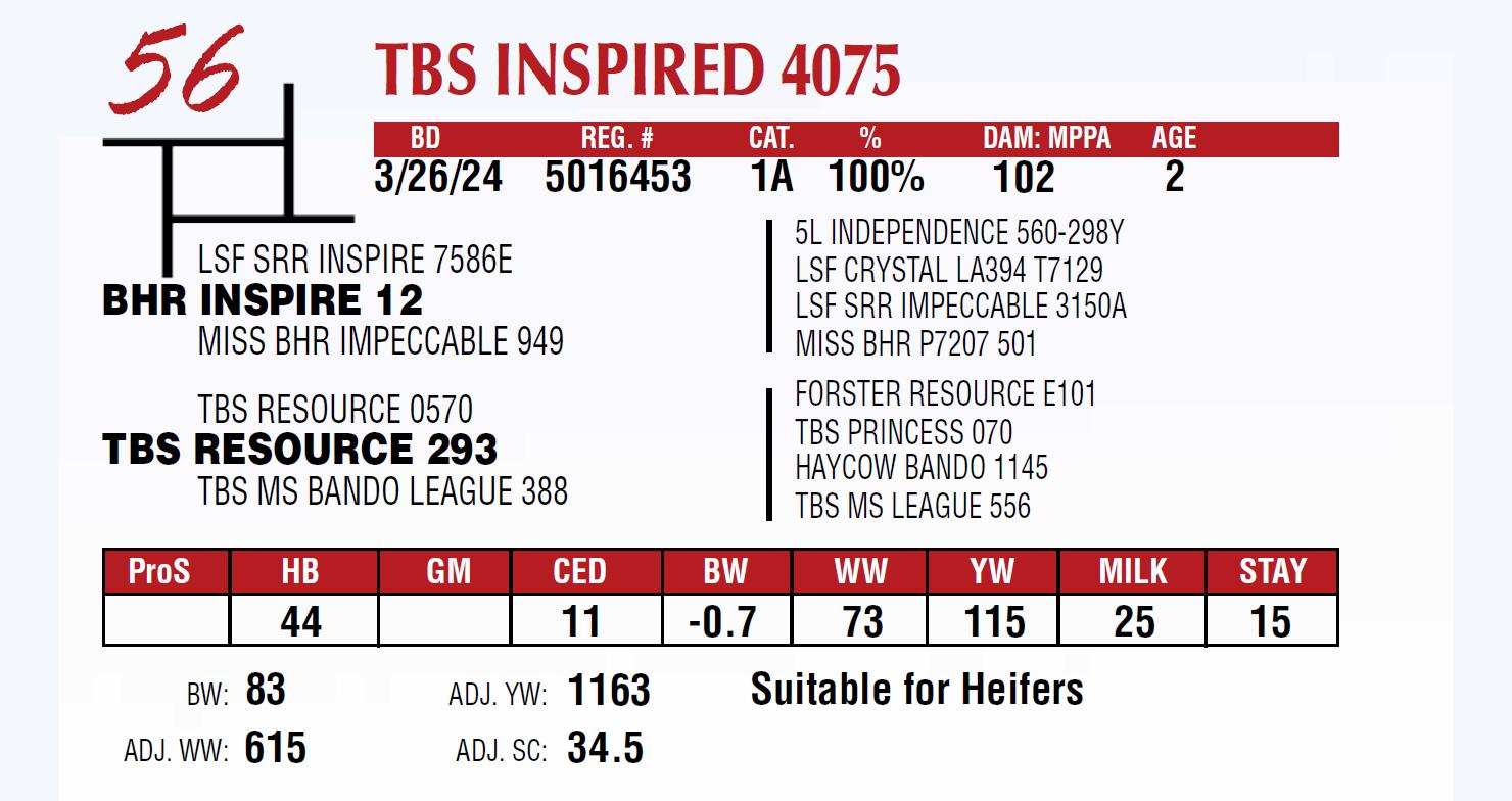 Lot 56: Brenner Angus - Annual Production Sale | DVAuction