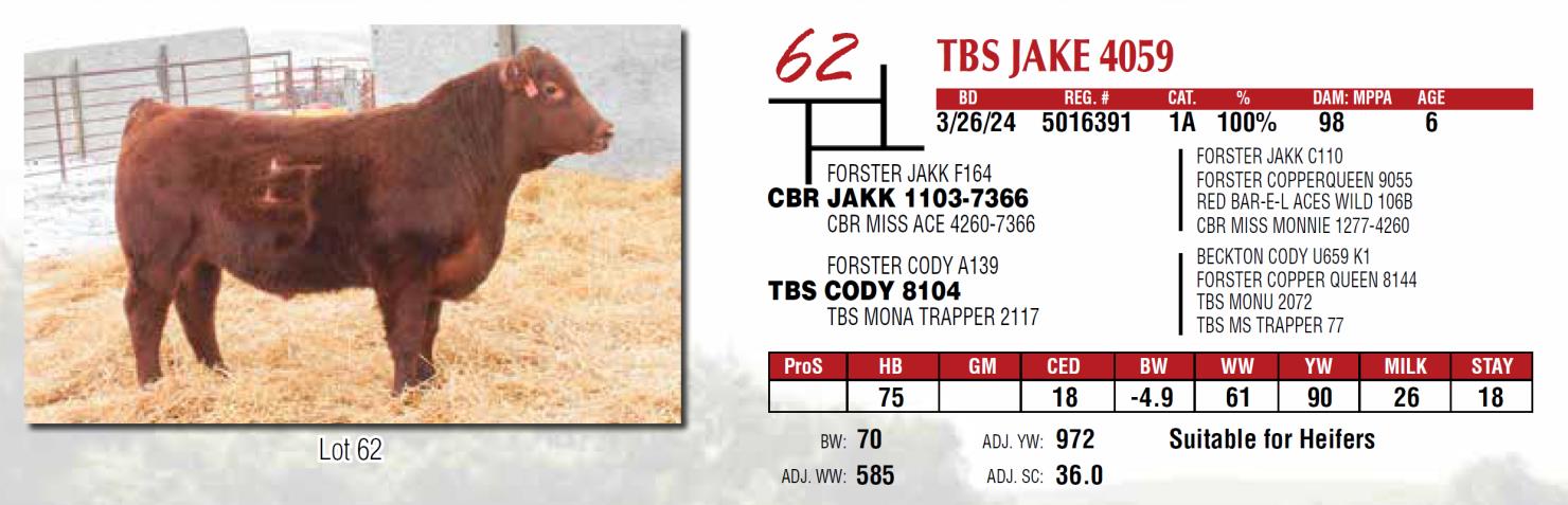 Lot 62: Brenner Angus - Annual Production Sale | DVAuction