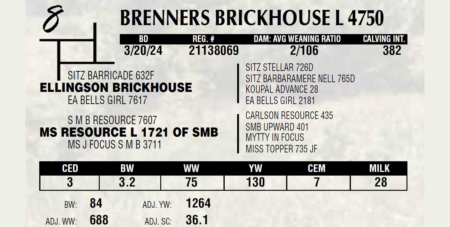 Lot 8: Brenner Angus - Annual Production Sale | DVAuction