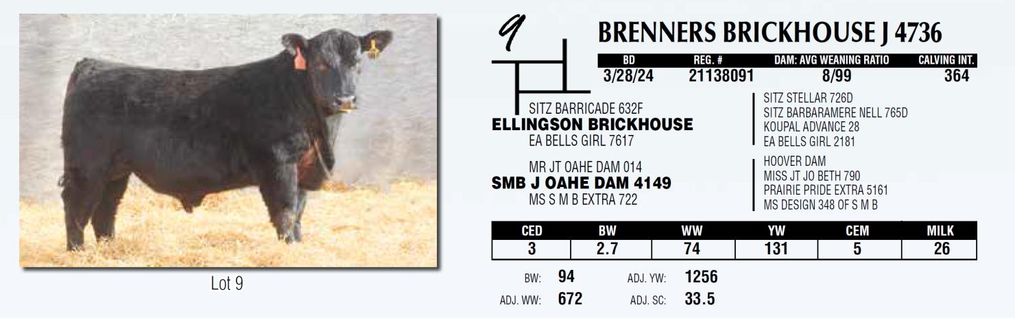 Lot 9: Brenner Angus - Annual Production Sale | DVAuction