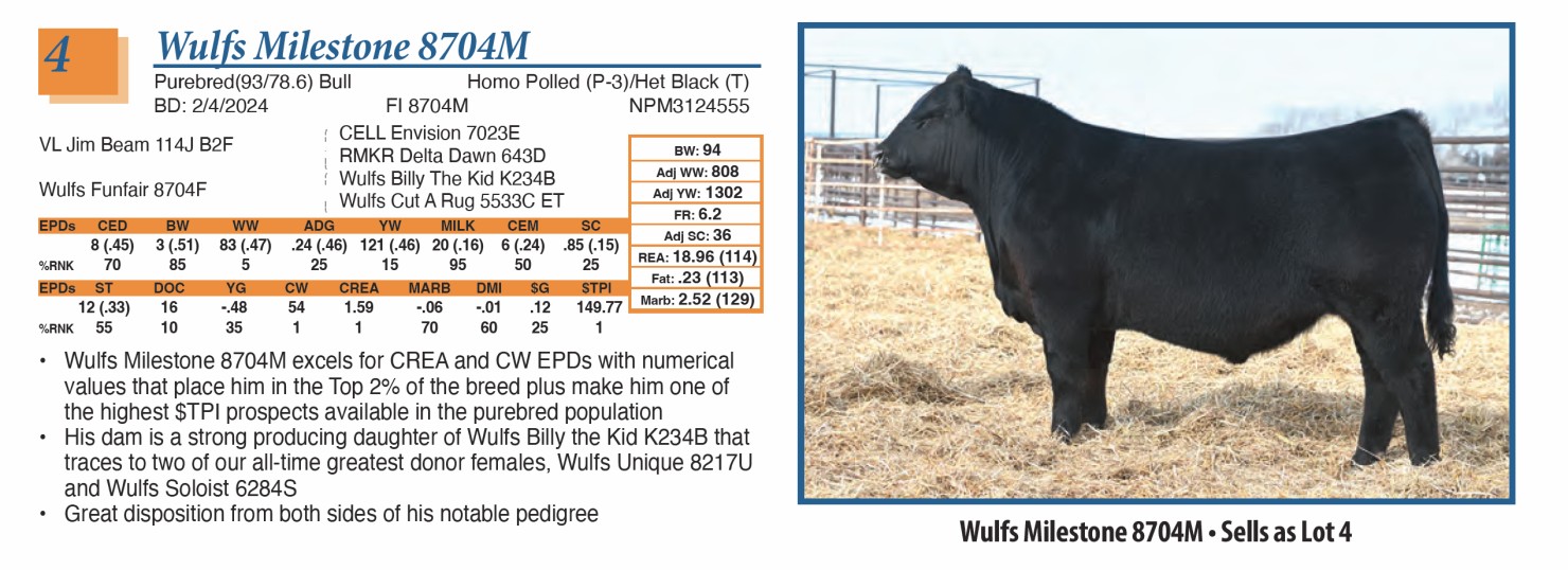 Lot 4: Wulf Cattle - 37th Annual Limousin Bull & Female Sale | DVAuction