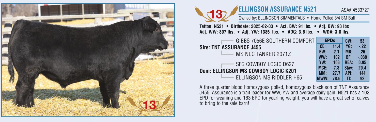 Lot 13: Ellingson Simmentals - Annual Performance Simmental Bull ...