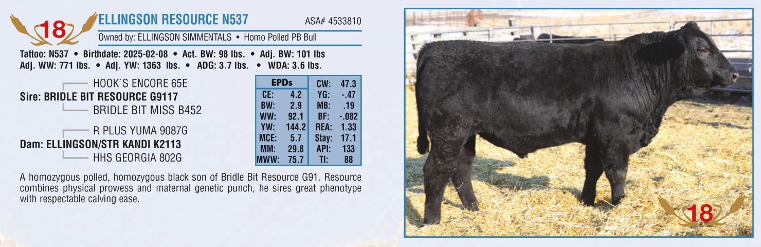 Lot 18: Ellingson Simmentals - Annual Performance Simmental Bull ...