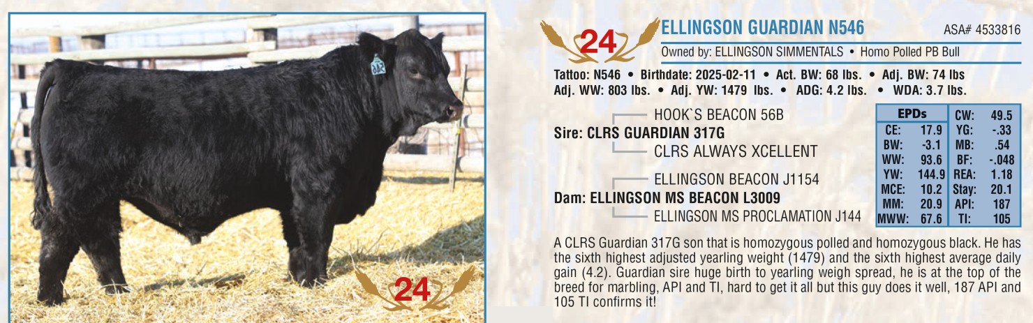 Lot 24: Ellingson Simmentals - Annual Performance Simmental Bull ...