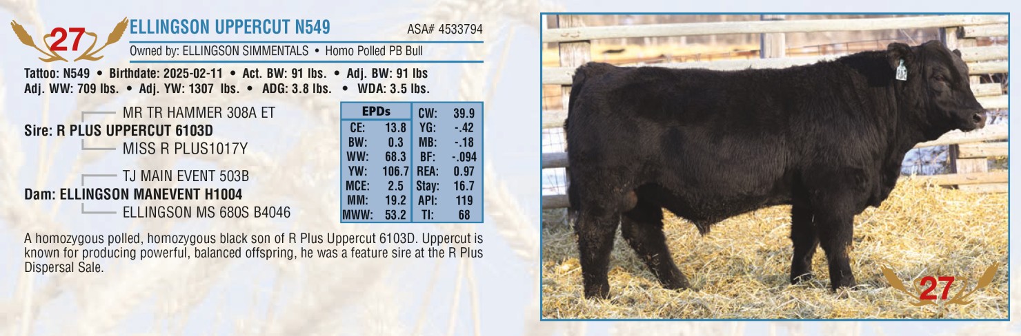 Lot 27: Ellingson Simmentals - Annual Performance Simmental Bull ...