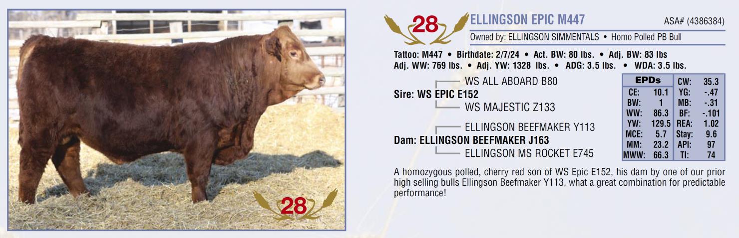 Lot 28: Ellingson Simmentals - Annual Performance Simmental Bull ...