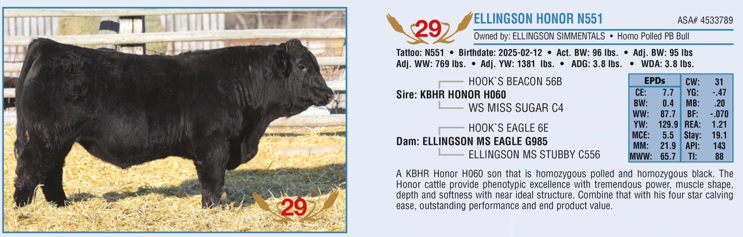 Lot 29: Ellingson Simmentals - Annual Performance Simmental Bull ...