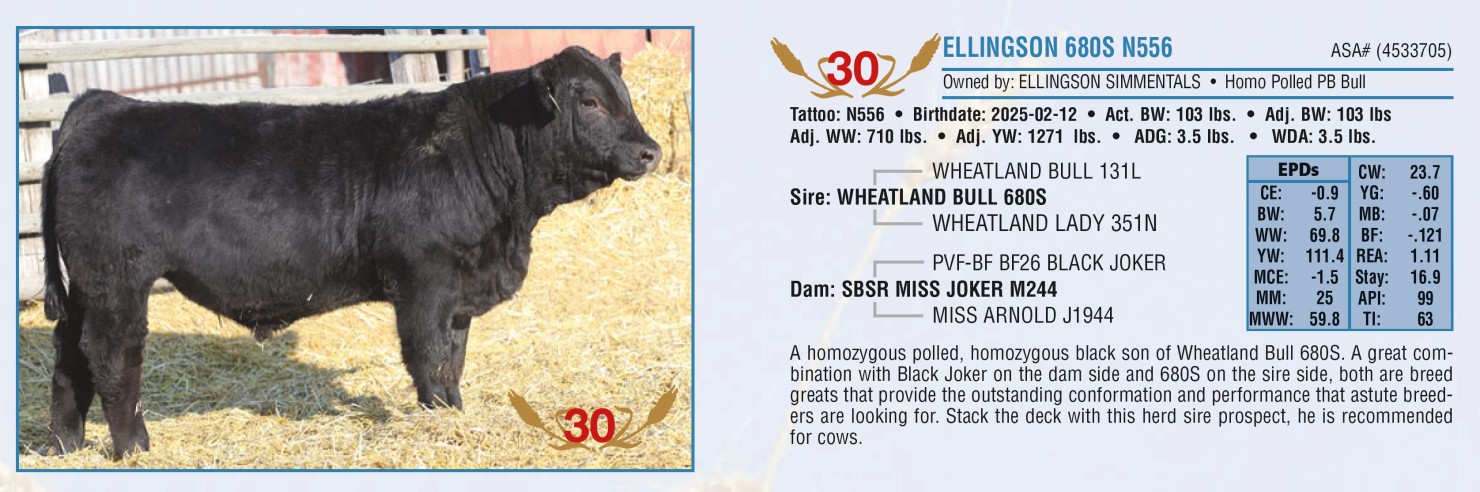 Lot 30: Ellingson Simmentals - Annual Performance Simmental Bull ...