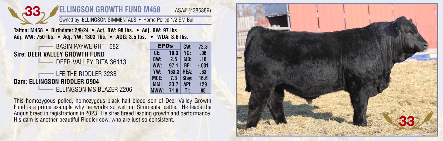 Lot 33: Ellingson Simmentals - Annual Performance Simmental Bull ...