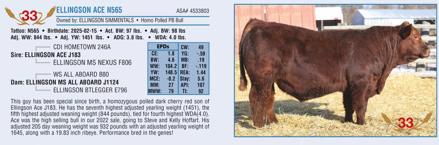 Lot 33: Ellingson Simmentals - Annual Performance Simmental Bull ...